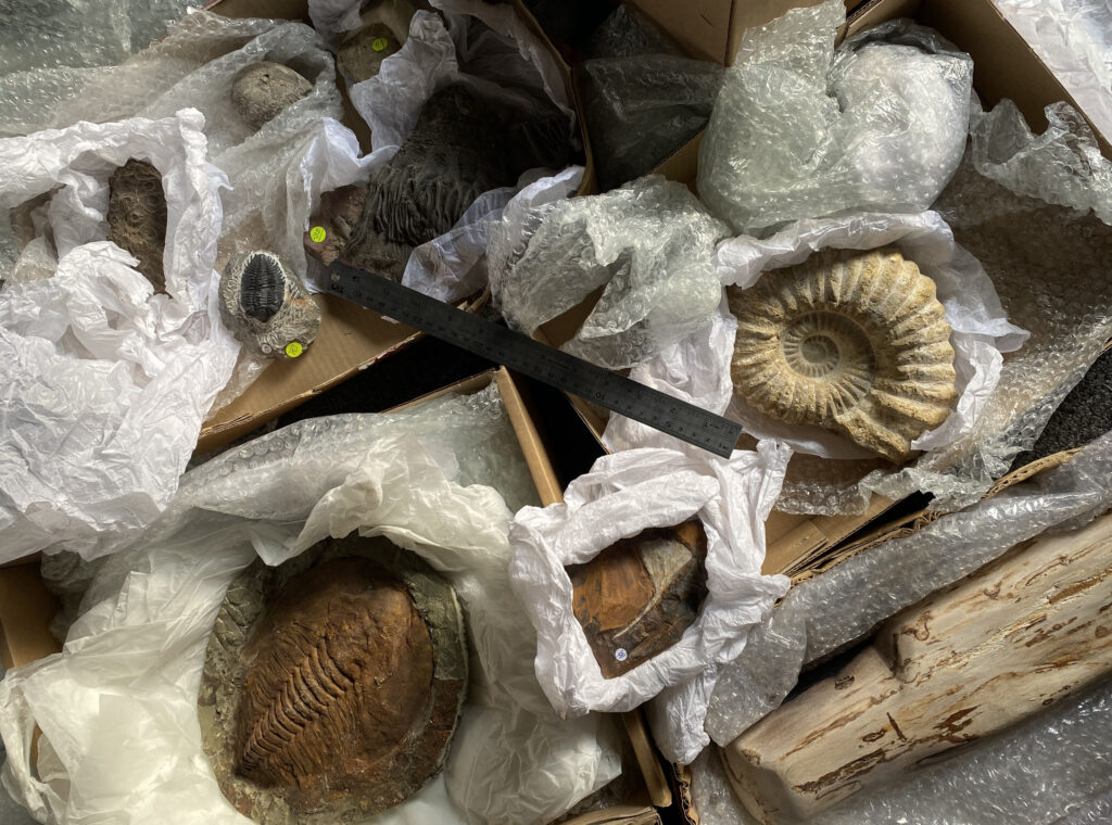 The Festival of Archeology – Virtual Fossil Room – VisionFountain